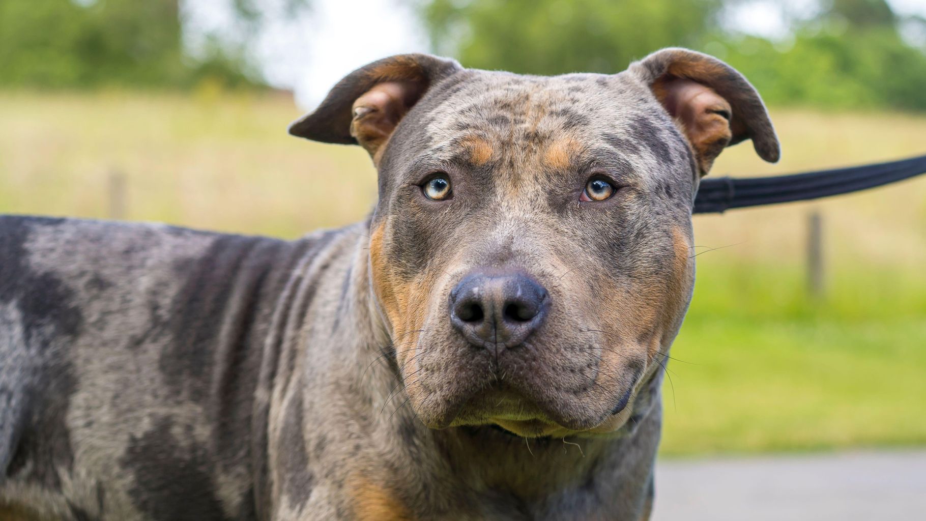Prime Minister vows to ban XL bully dogs by the end of the year Prime Minister vows to ban XL bully dogs by the end of the year